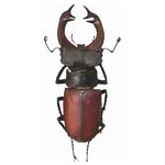 ACOREP-France - Association des Coléoptéristes français