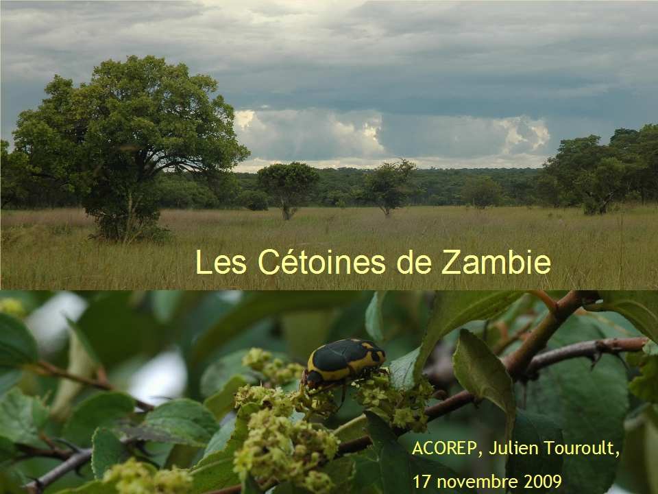 ACOREP-France - Association des Coléoptéristes français