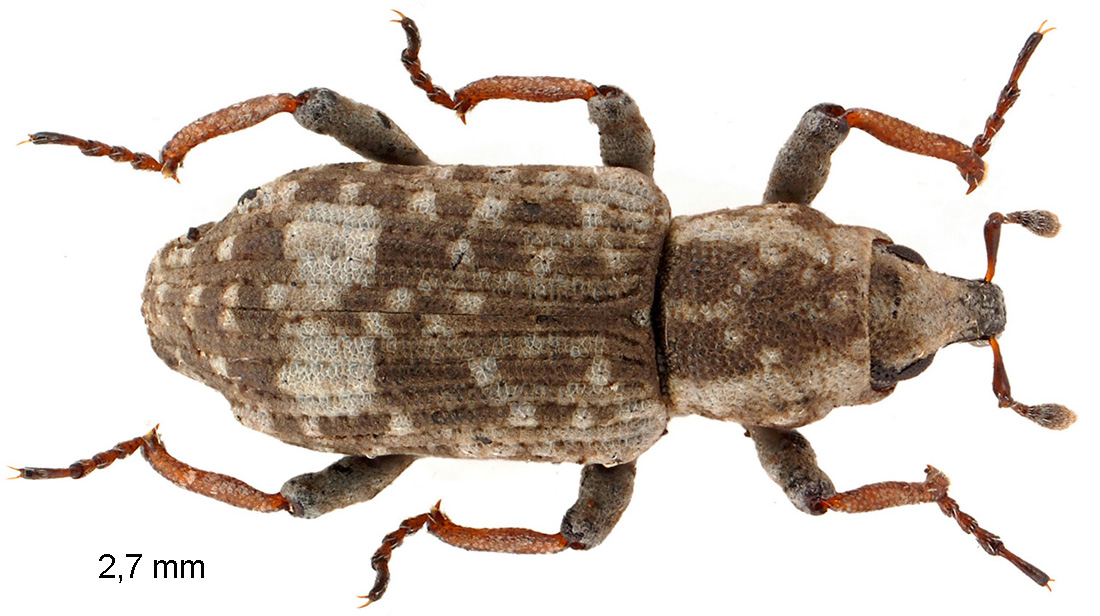 ACOREP-France - Association des Coléoptéristes français